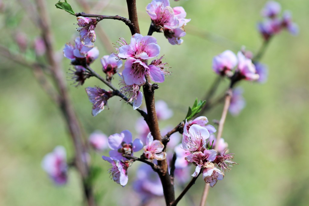 National Park Odyssey: Peach Trees Camping Area, Jimna State Forest, QLD.