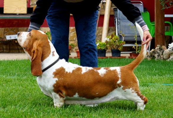 BASSET HOUND DEL CORRAL DE LA TEJA: Hembras