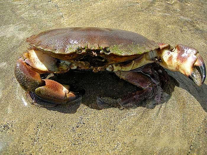 Artes de Pesca: CRUSTÁCEOS