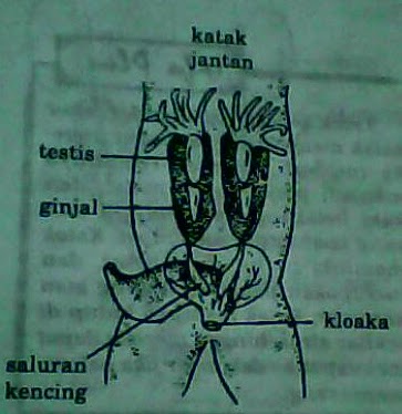 research: PERBANDINGAN SISTEM REPRODUKSI VERTEBRATA