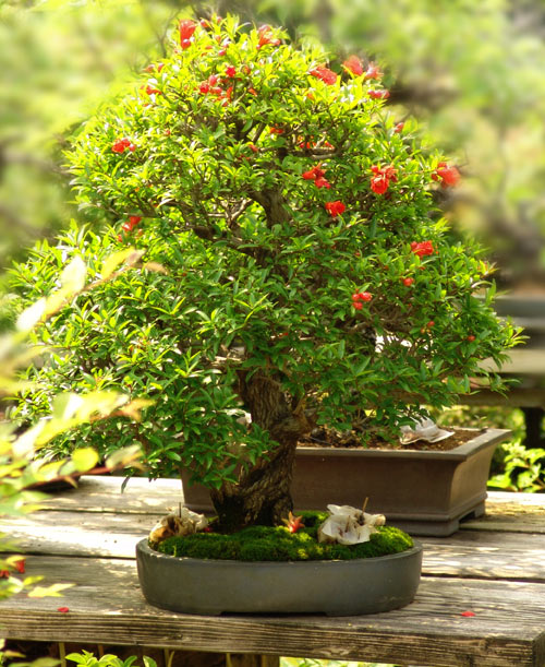 Get Much Information: Bonsai Trees & Plants