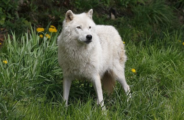 White Wolf : Why It's So Important to Save the Wolves (Video)