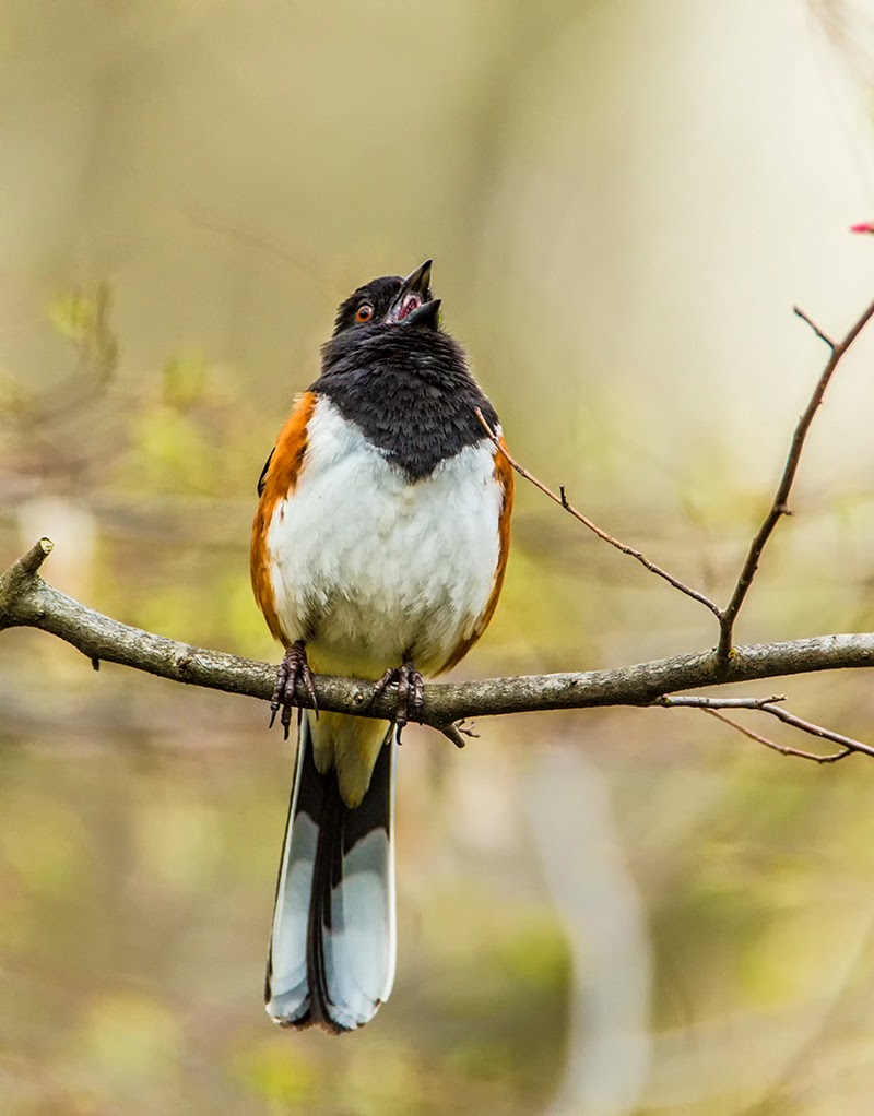 NatureShots by Terri & David Norris: Cedar Bog Birds