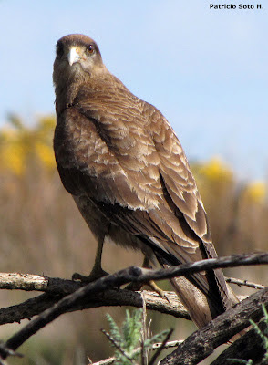 FOTOGRAFIA NATURAL: El chimango (Milvago chimango)