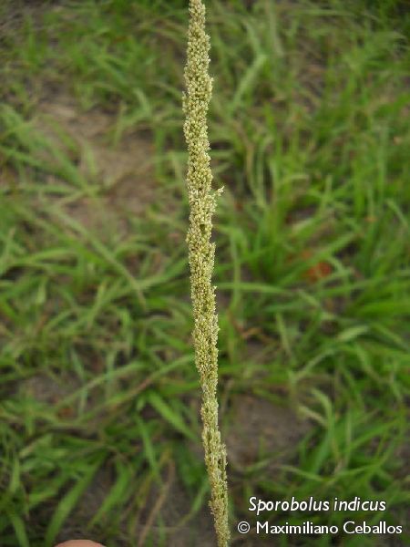 Argentina nativa: Pasto chaira (Sporobolus indicus)