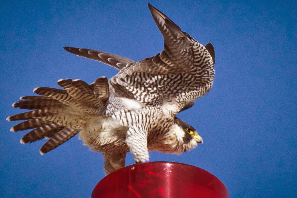 Feather Tailed Stories: Peregrine Falcon (Indy & Ives?)