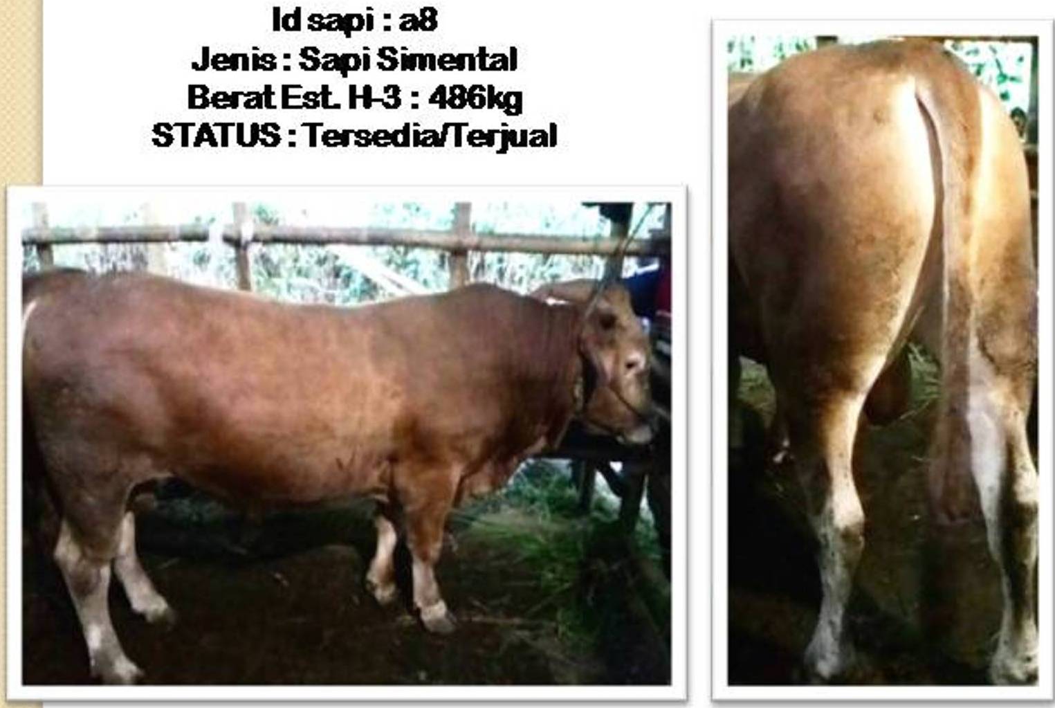 SAPI QURBAN 2015 TIMBANG HIDUP SEHAT & MURAH DI : SAPI QURBAN TAHUN ...