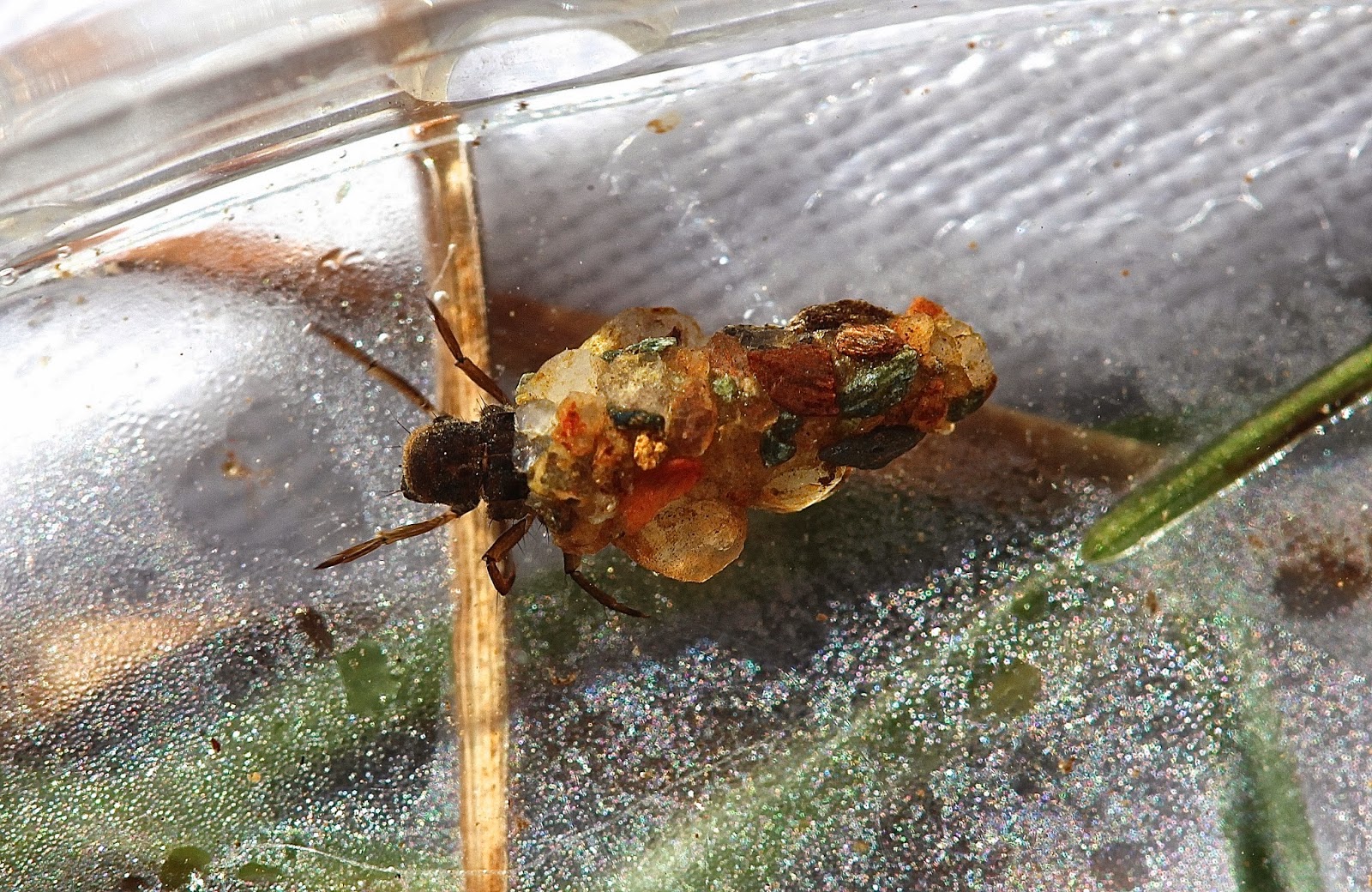 Aquatic Insects of Central Virginia: Back to the streams! The northern ...