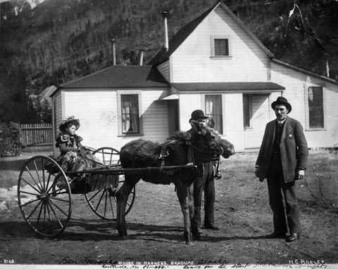 TYWKIWDBI ("Tai-Wiki-Widbee"): Can a moose be used as a "beast of ...