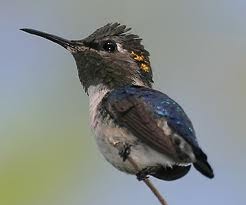 Księga Świata: Ptaki:)))))