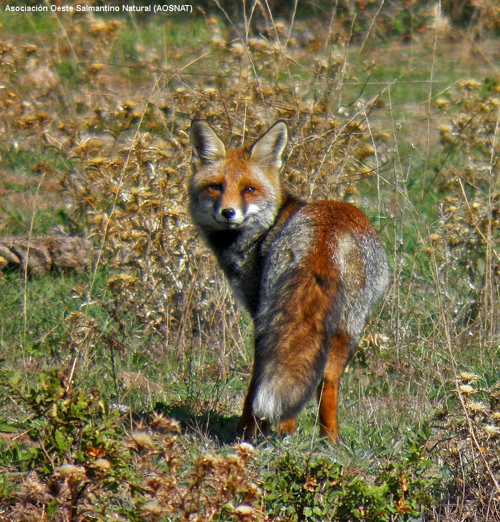 Asociación Oeste Salmantino Natural (AOSNAT): El zorro (Vulpes vulpes ...