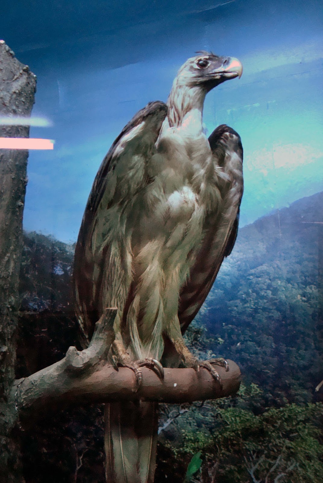 Naturalist's World - Dr Abe V Rotor : The Art of Diorama: Museum of ...