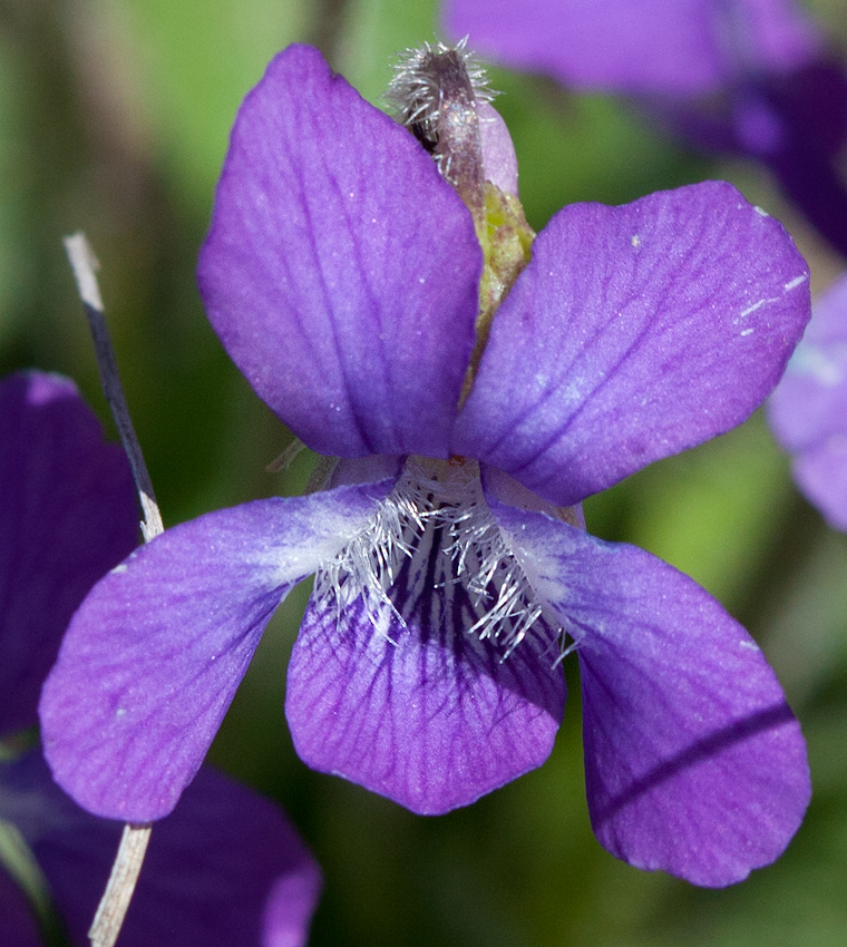 Nuncketest: Arrow-leaved Violet