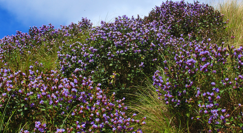 Neelakurinji Blooming in Munnar, A once in 12 year wonder