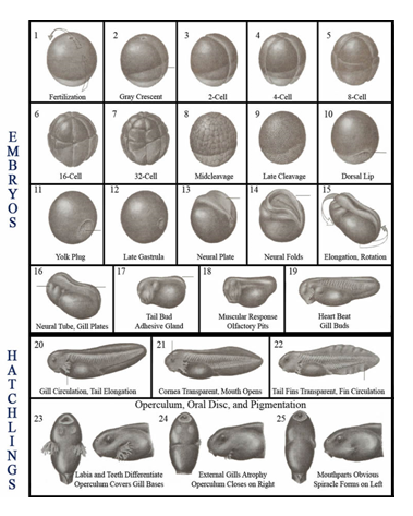 Perkembangan Katak: Organogenesis pada Katak