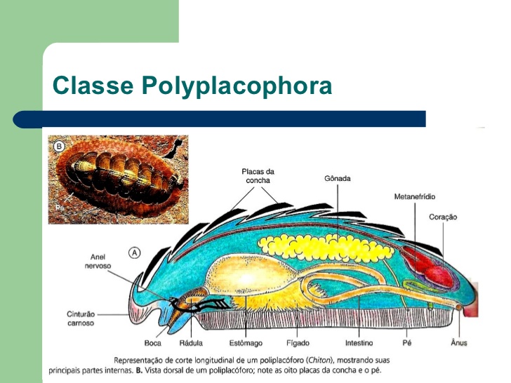 Filo mollusca | Biologia: A ciência da vida
