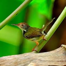 Pecinta Burung Kicau : Jenis Burung Perenjak