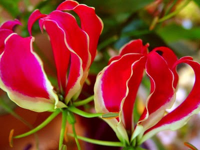 மூலிகைகள்: செங்காந்தள்