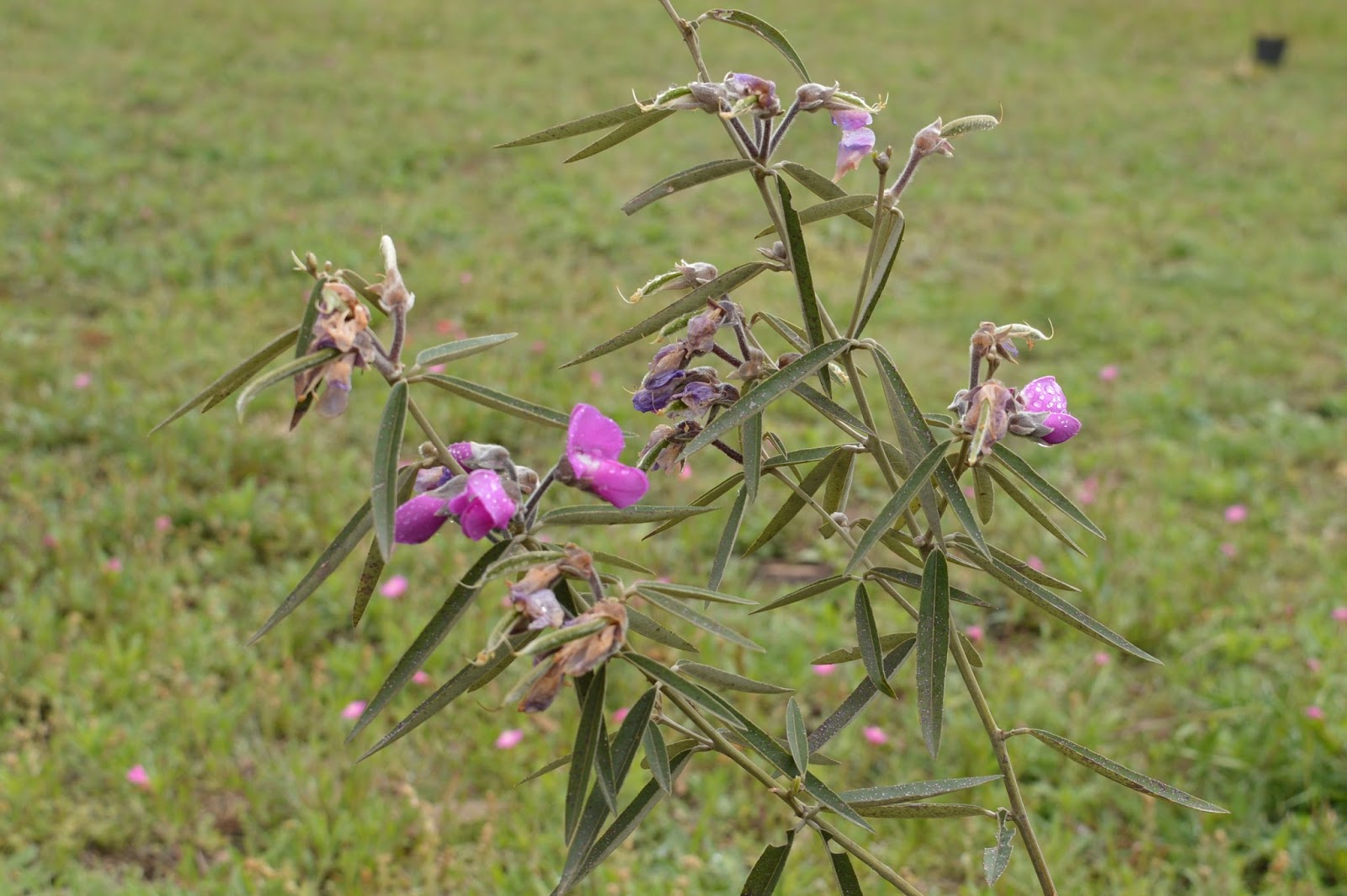 Collaea argentina ~ Programación y ejecución de un Jardin de Nativas en ...