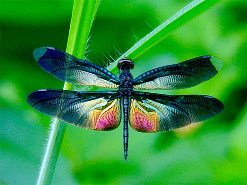 Sandra Graves / Isis Rising: Dragonflies - Beautiful and Ancient