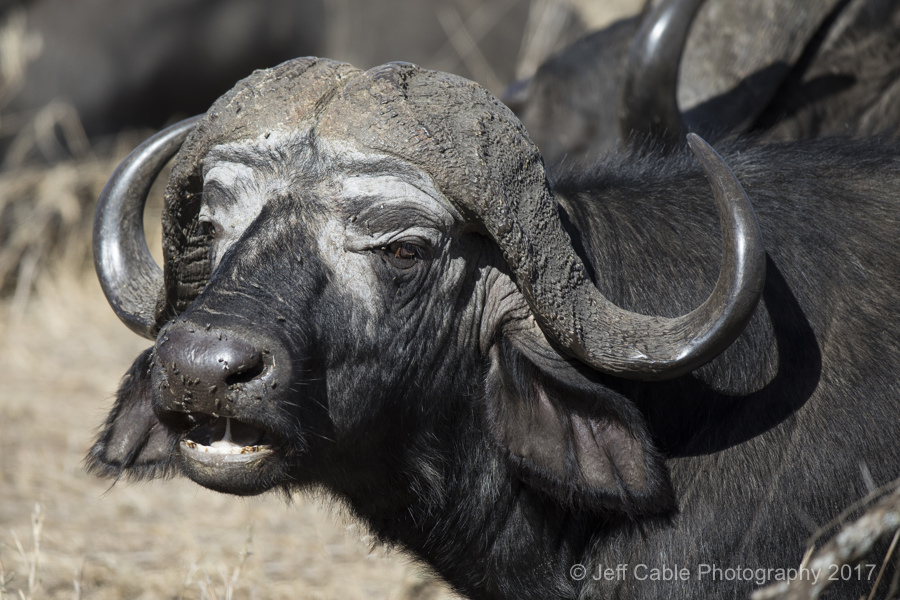Jeff Cable's Blog: Our African Safari - Day Nine (African Buffalo, Ox ...