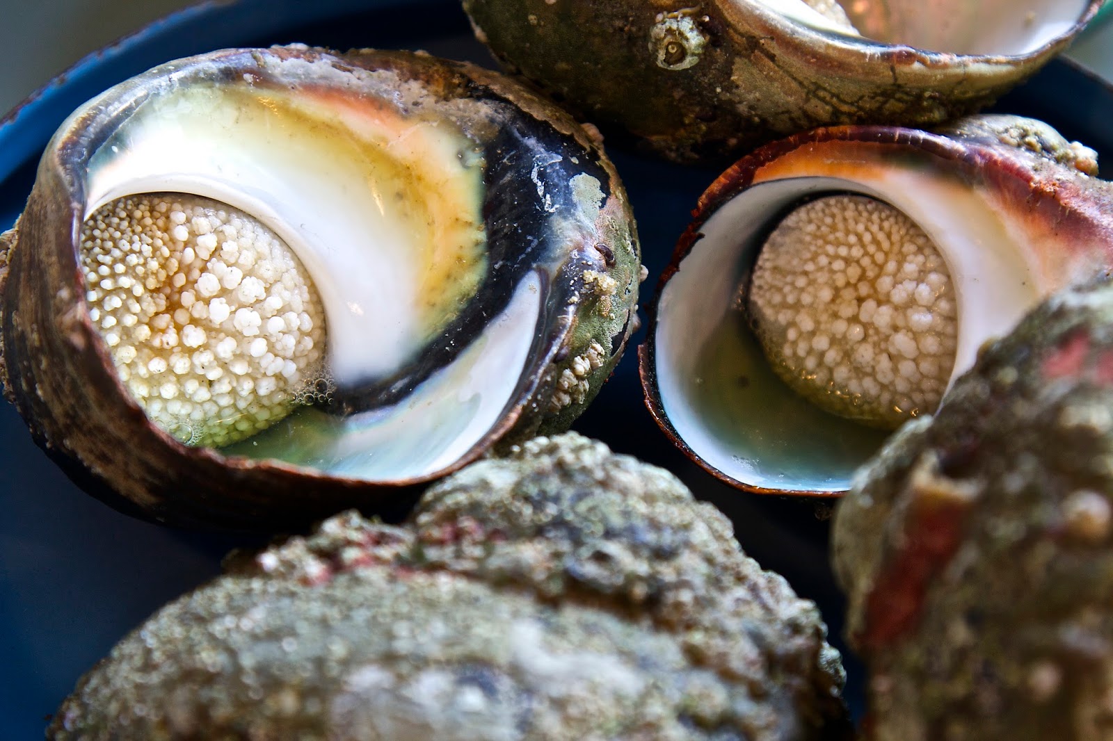 The Urban Hunter Gatherer: KELP LASAGNA