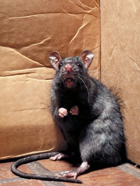 As ratazanas do Reino Unido e as de Brasília | Gama Livre