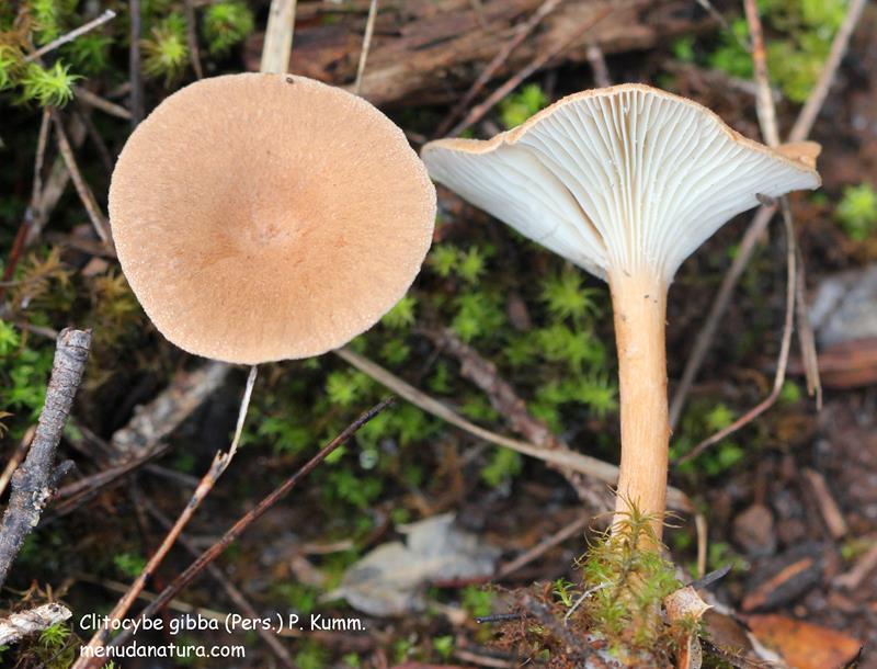 Menuda Natura: Clitocybe gibba (Pers.) P. Kumm.