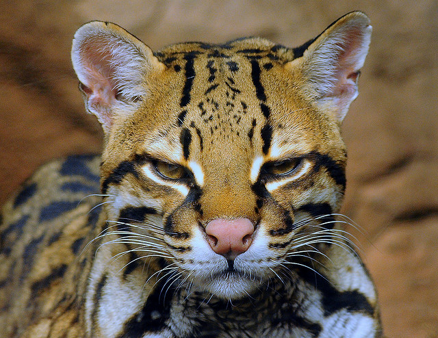 The Ocelot – Really Back From the Brink? | The Ark In Space