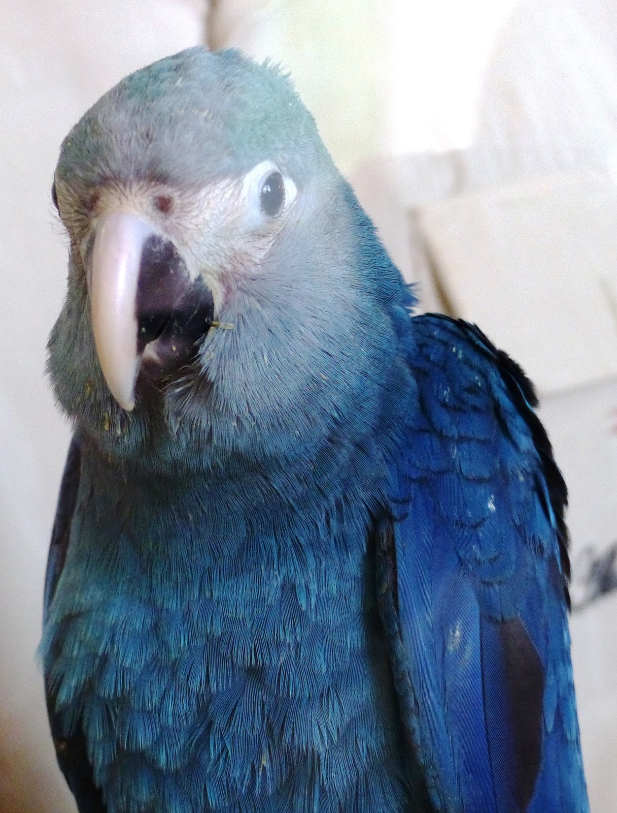 Rarest Parrot In The World