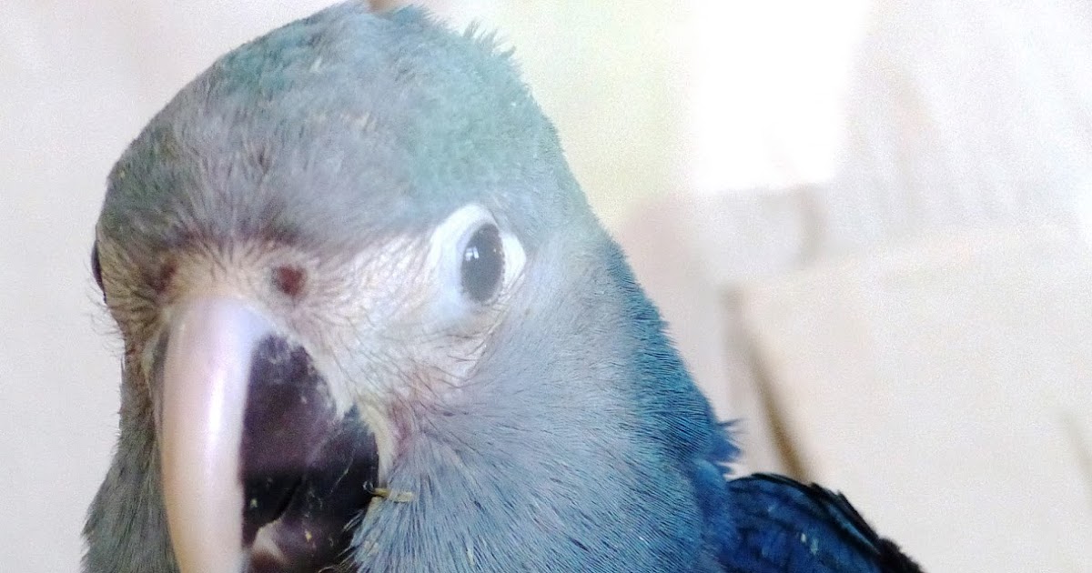 Underwater Centre ~ Dive Seychelles: The rarest bird in the world ...