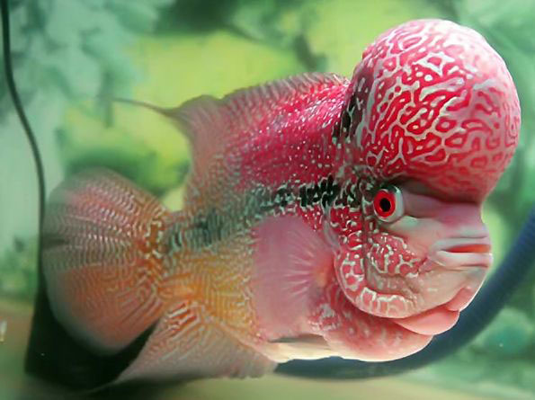 Ikan Lohan Simbol Keberuntungan Bagi Pemiliknya