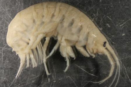The Aquaculturists: 01/12/2014: Demon Shrimp found in West Lancashire ...