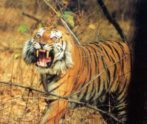 Indian Tiger Diaries: Charger – Overlord of the Brother’s Fort