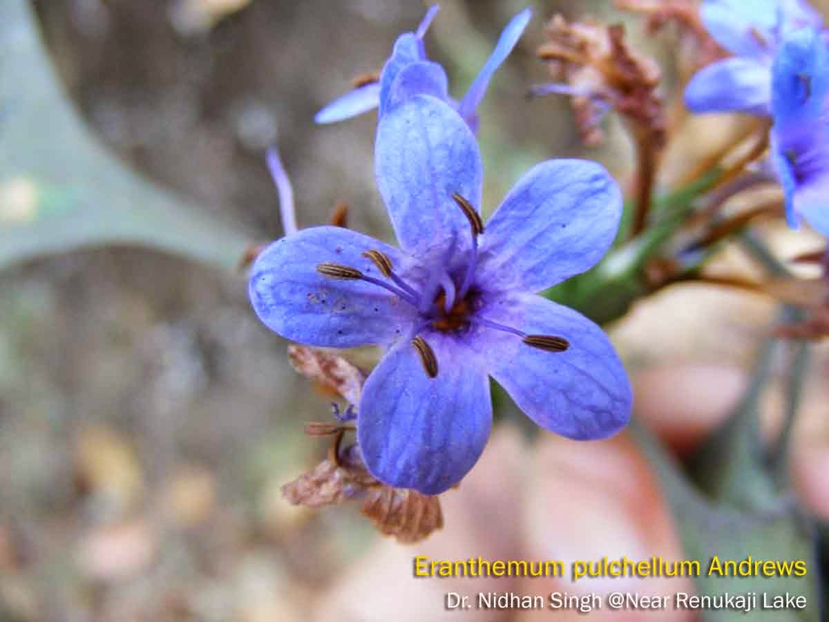 Medicinal Plants: Eranthemum pulchellum, Gulsham, Neelambaram, Neelamulli