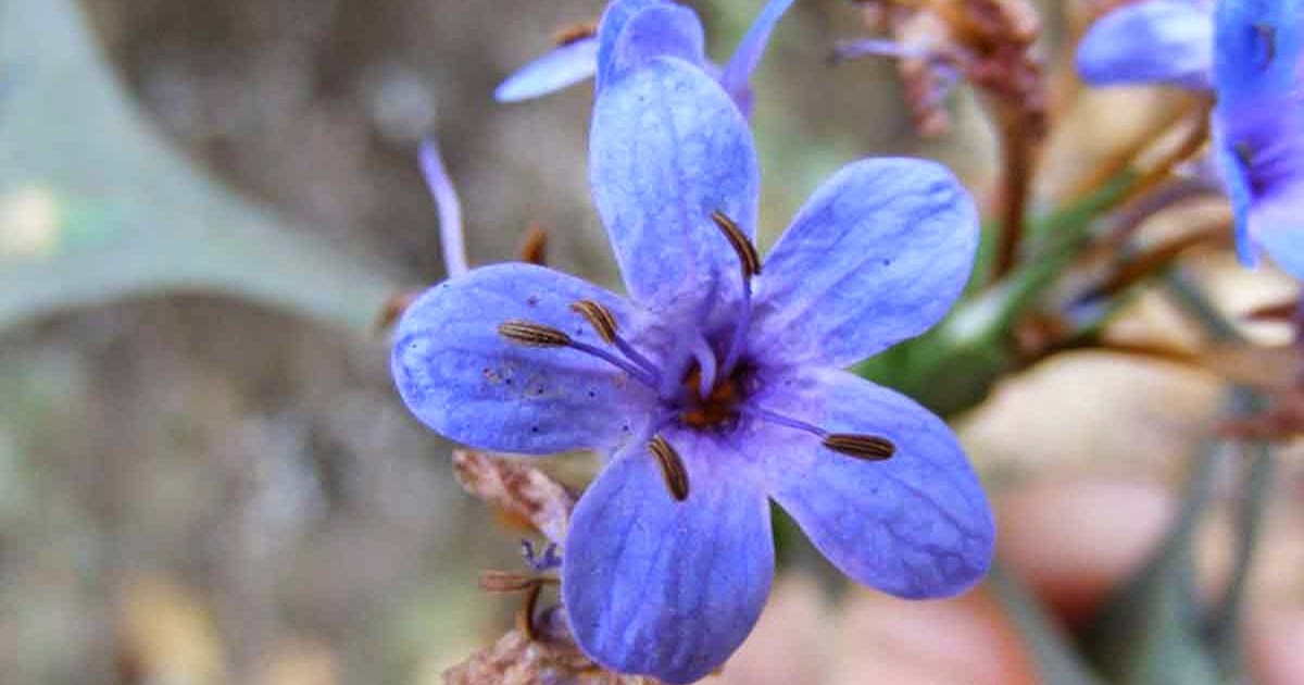 Medicinal Plants: Eranthemum pulchellum, Gulsham, Neelambaram, Neelamulli