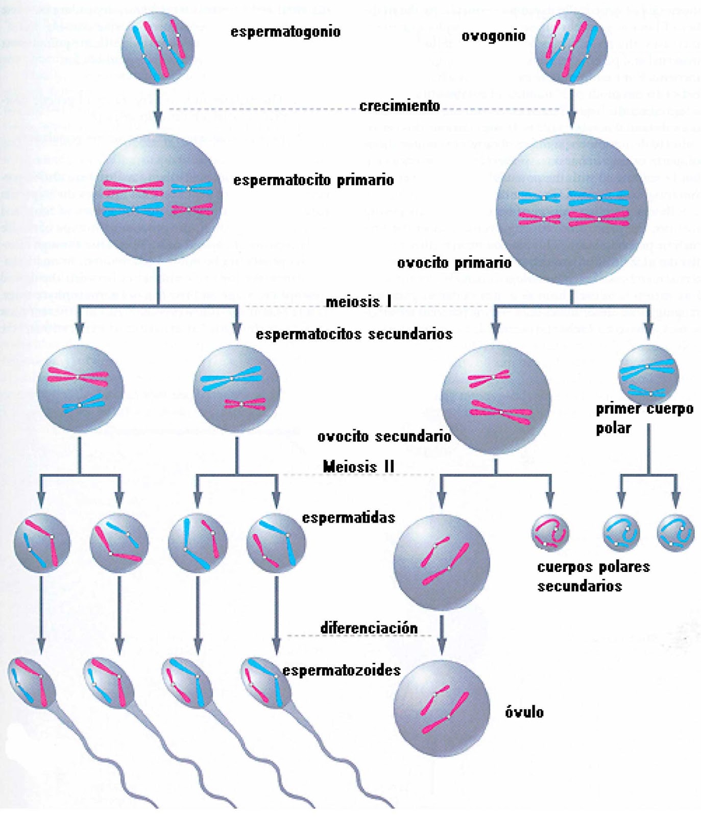 Embriología: Gametogénesis | Médico del Futuro