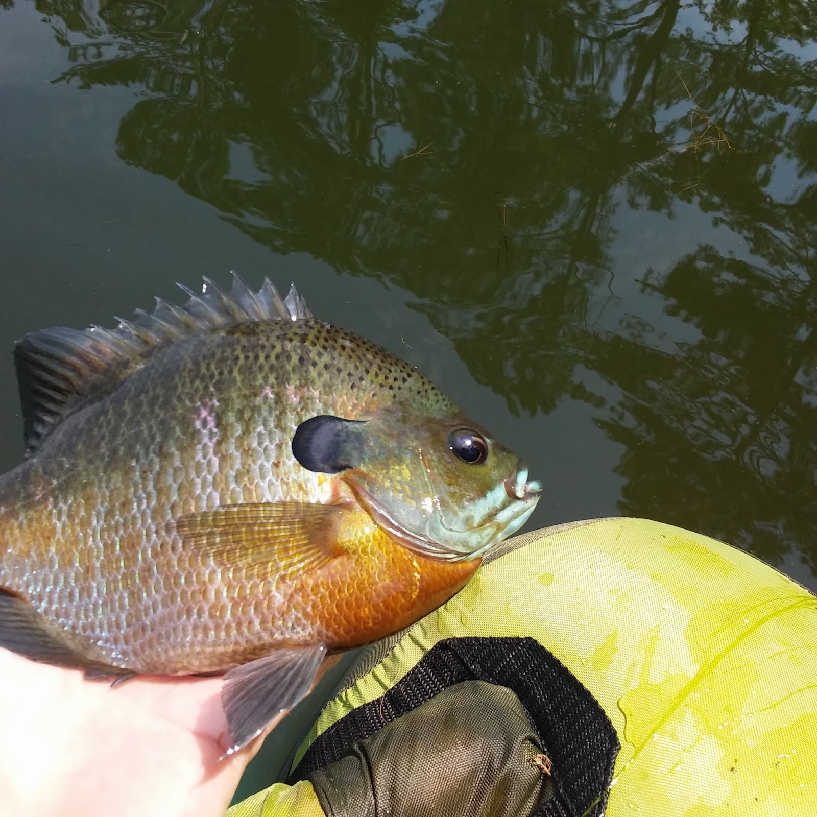 Palmetto Fly N' Fish: June 2018