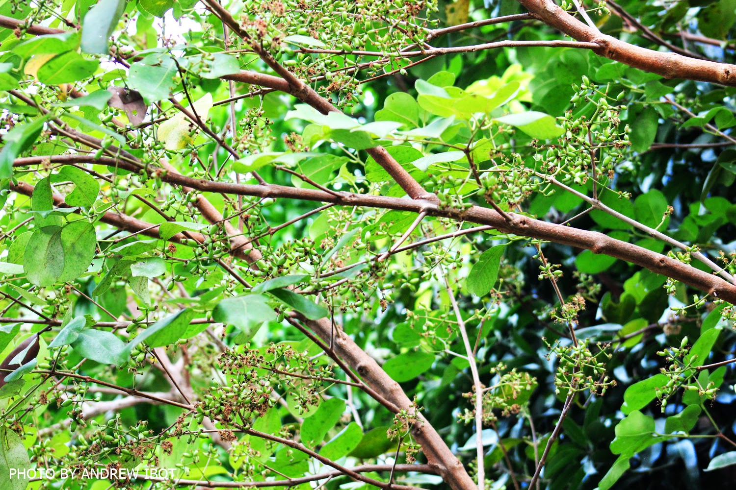 Ako si ANDREW IBOT!: Duhat (Java Plum) (Syszygium jambolanum)
