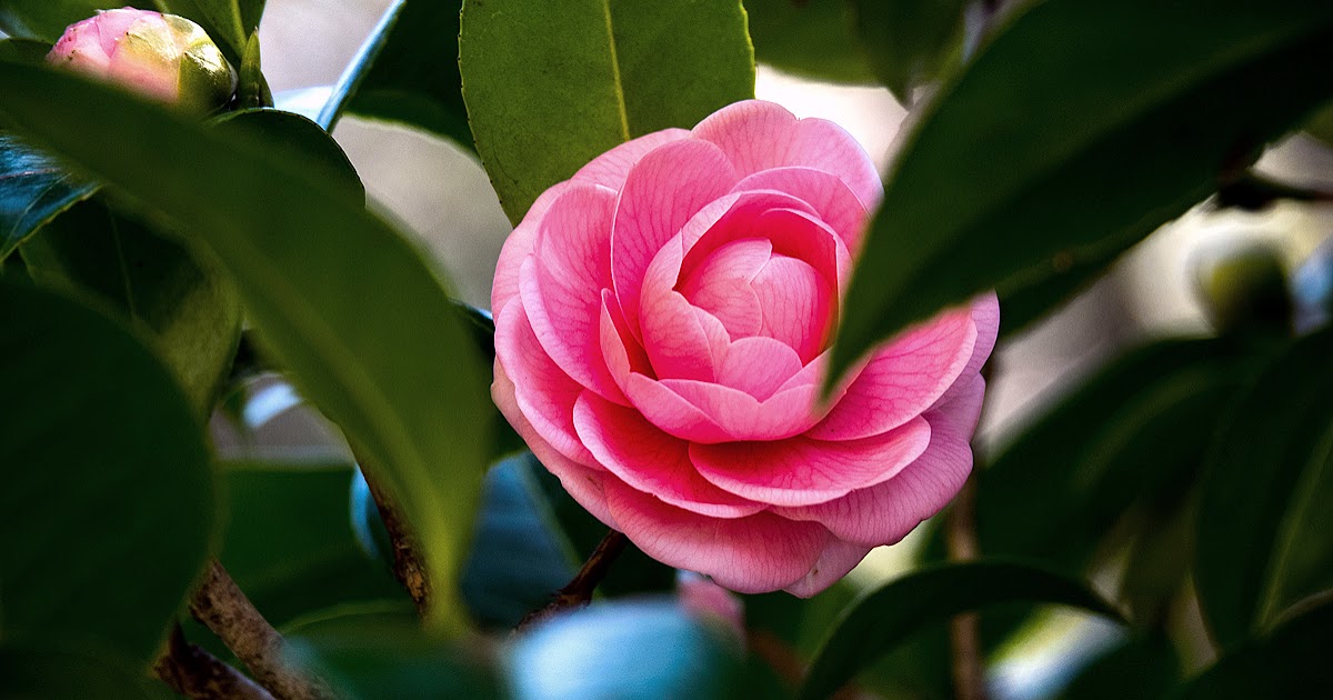 FROM THE GARDEN OF ZEN: Tsubaki (Camellia japonica) flower: Kaizo-ji