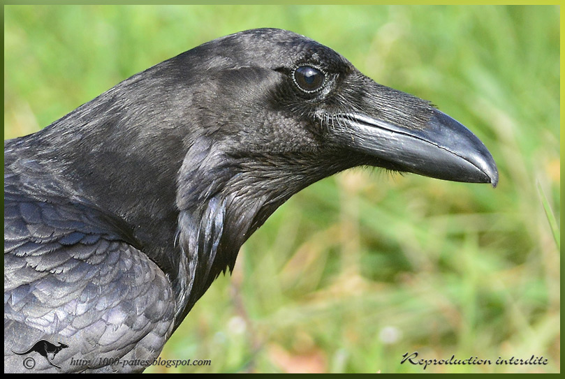 WILDLIFE GATEWAY: Le Grand corbeau
