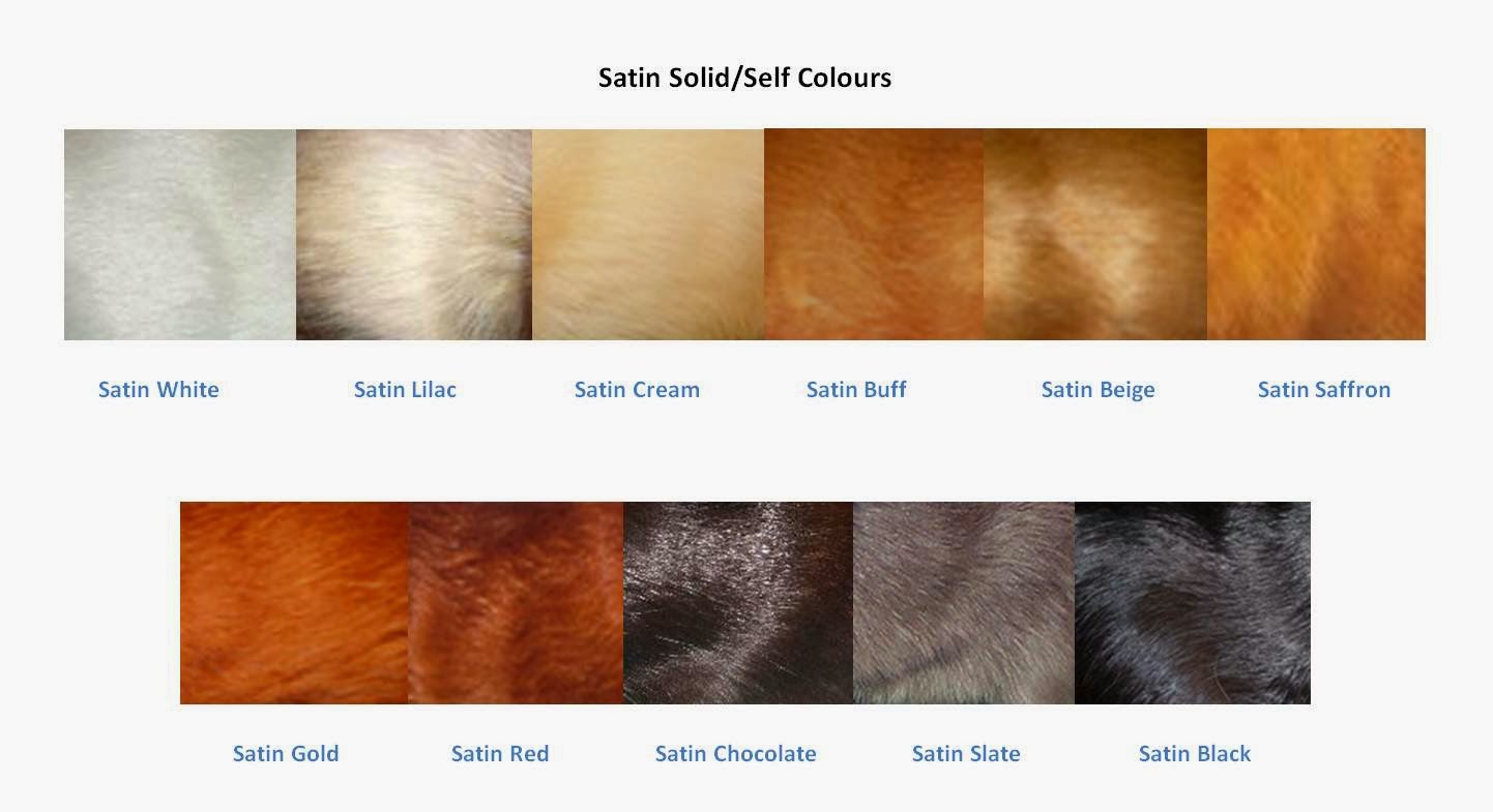 My Cavy Kingdom: Cavy Colours