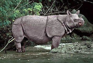 Rinocerul African (Perissodactyla Rhinocerotidae, Ceratotherium simum ...