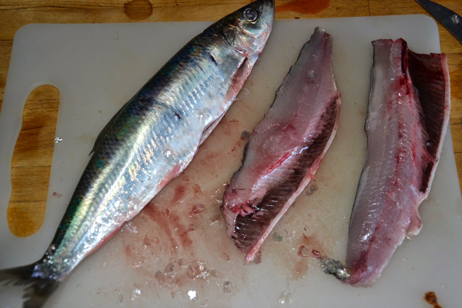 Oppdag Fisk!: Sild/Atlantic Herring/Clupea Harengus (Saltvann)