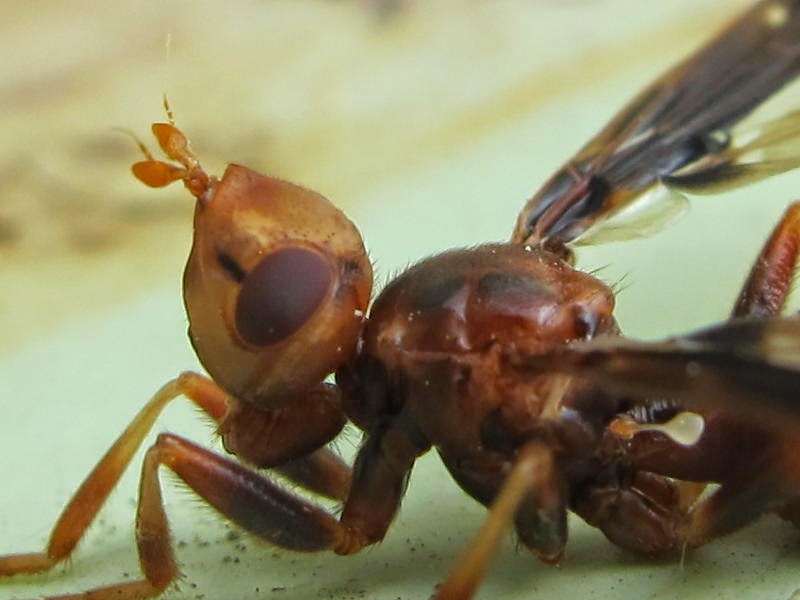 Blue Jay Barrens: Waved Light Fly
