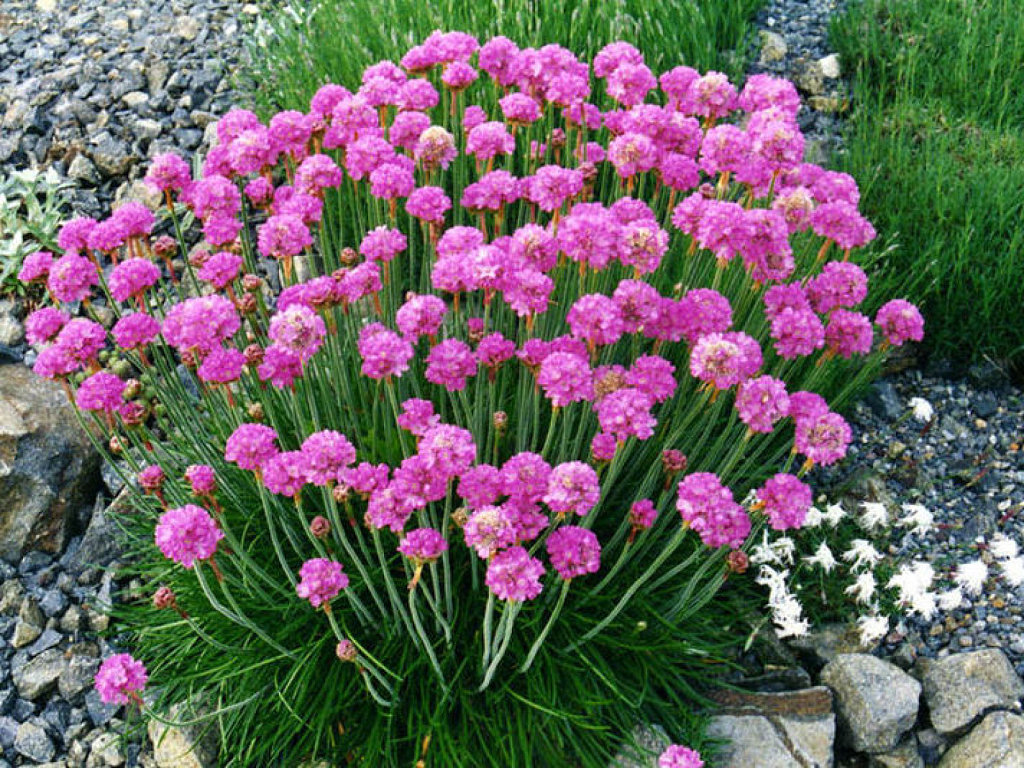 ARTE Y JARDINERÍA : PLANTAS VIVACES