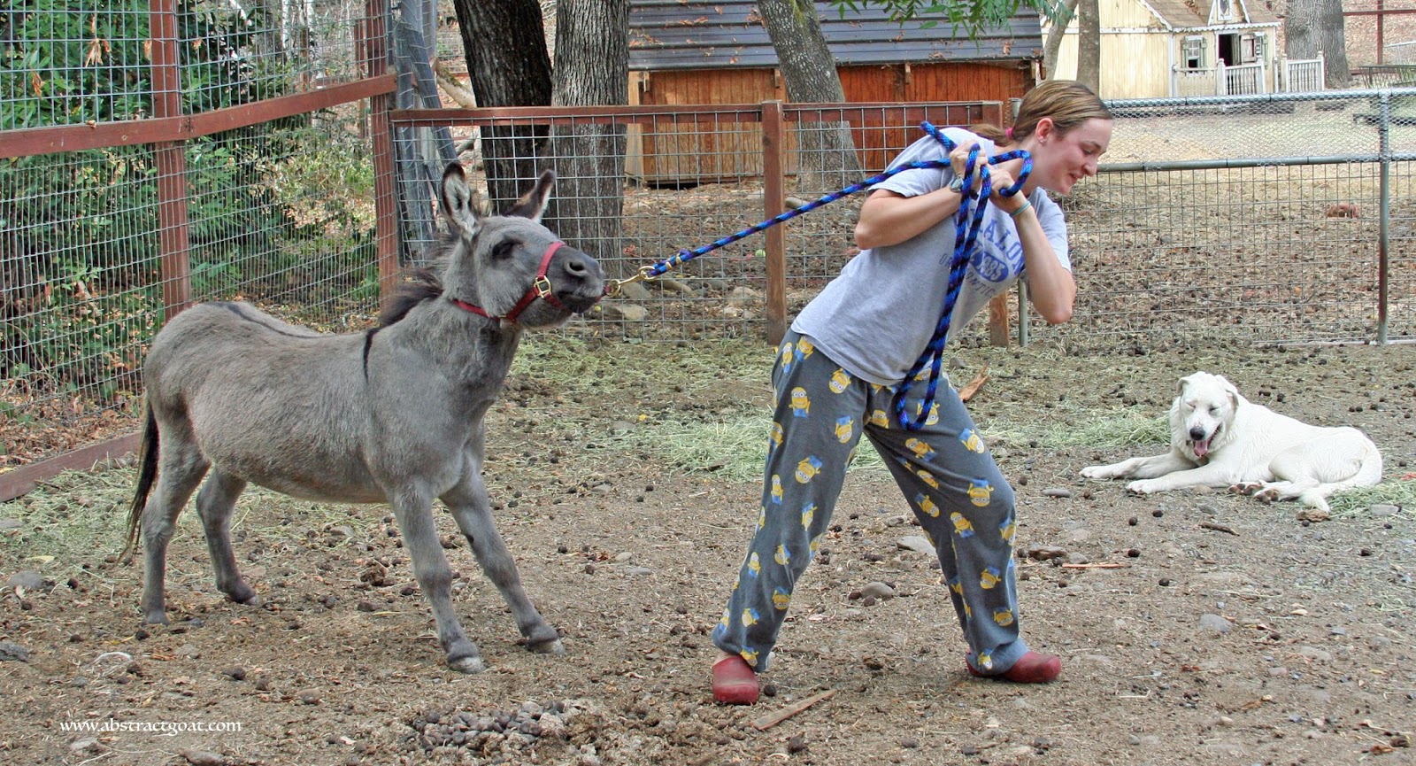 Abstracts from the Goat Farm: Goat-ercise