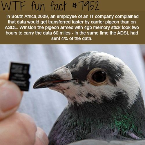 30 Random Trivia WTF Facts That Will Blow Your Mind | Amazing WTF Facts