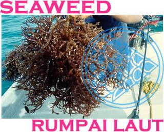 Ibu Kolagen Asli - Rumpai Laut Semporna | Seaweed: Apa itu Kolagen ...