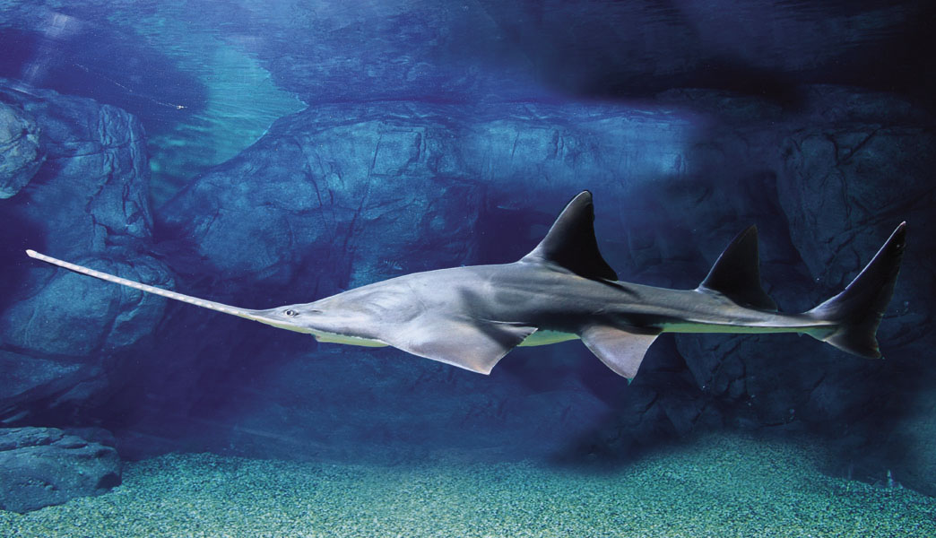 Animals of the world: Sawfish